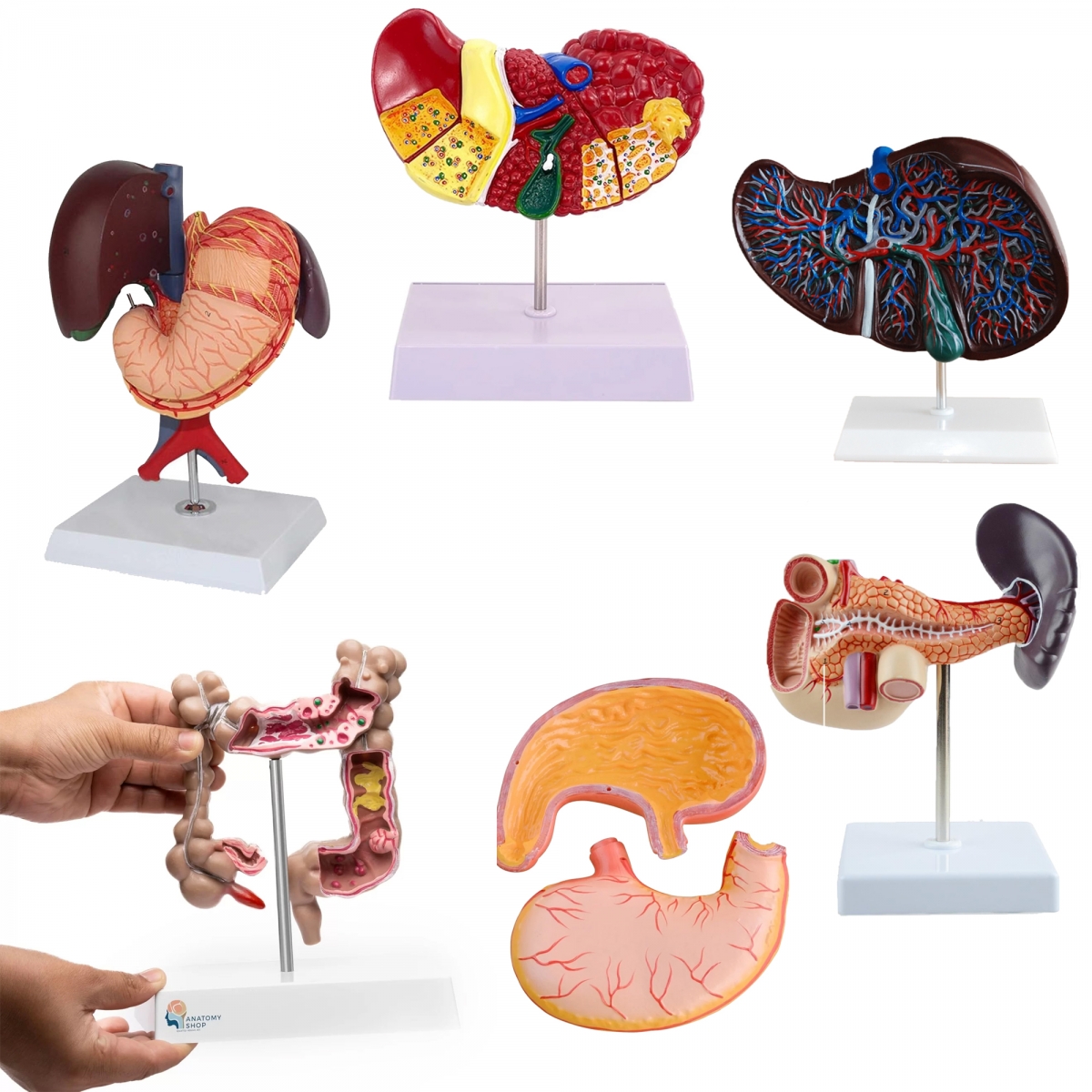Digestive System Anatomy & Pathology Bundle - Myaskro